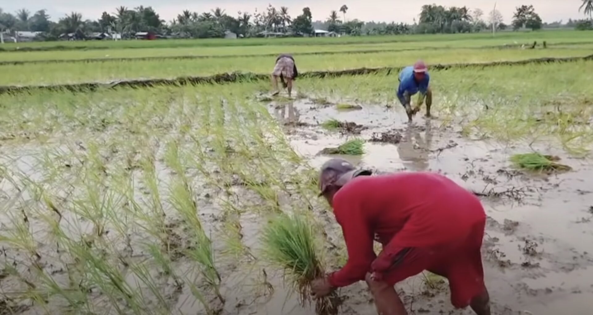 The President Reports - Philippines Graphic