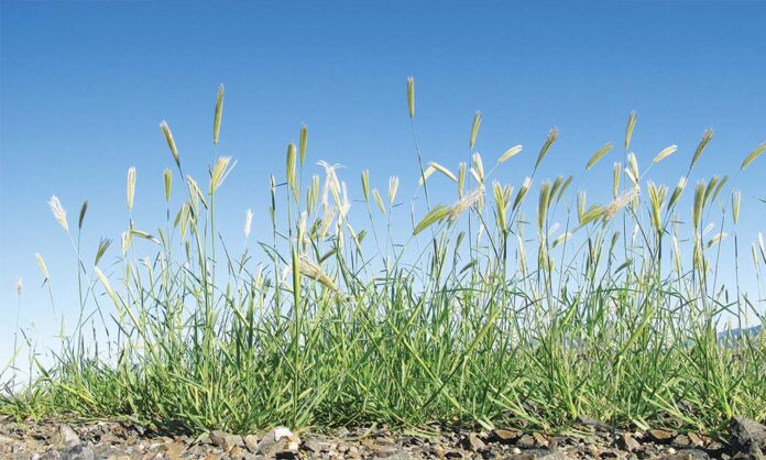 As Long as the Grass Shall Grow - Philippines Graphic