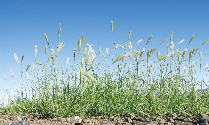 As Long as the Grass Shall Grow - Philippines Graphic