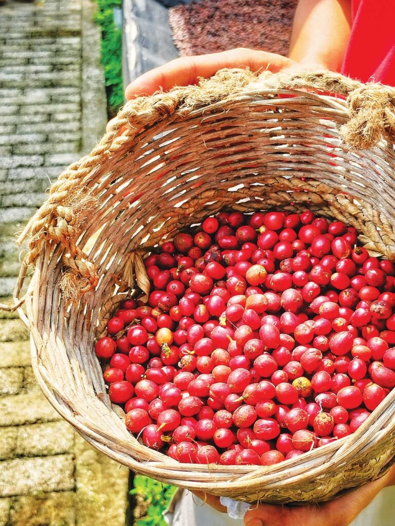 Project Coffee - Philippines Graphic