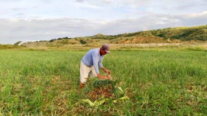The Hidden Price of Post-Harvest Losses: How Improper Produce Handling ...
