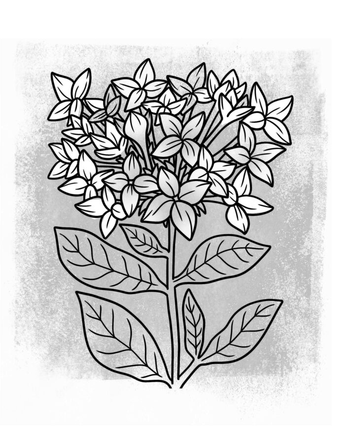 Santan - Philippines Graphic