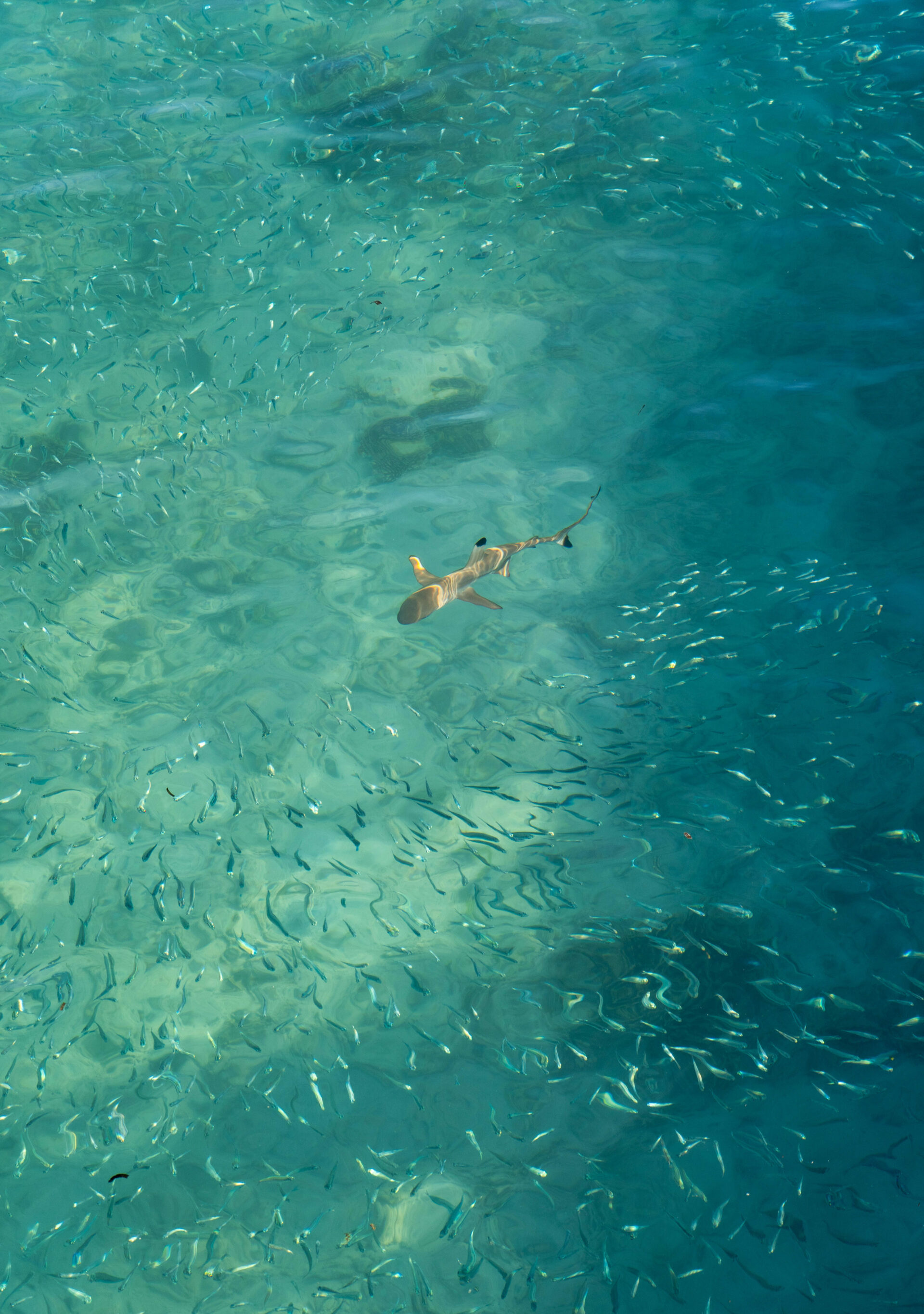 Banwa Private Island Recognised as Critical Habitat for Sharks and Rays ...