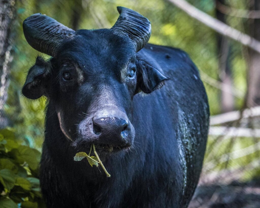Keeping the Tamaraw Legacy Alive – On and Off the Road - Philippines ...