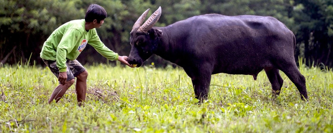 Keeping the Tamaraw Legacy Alive – On and Off the Road - Philippines ...