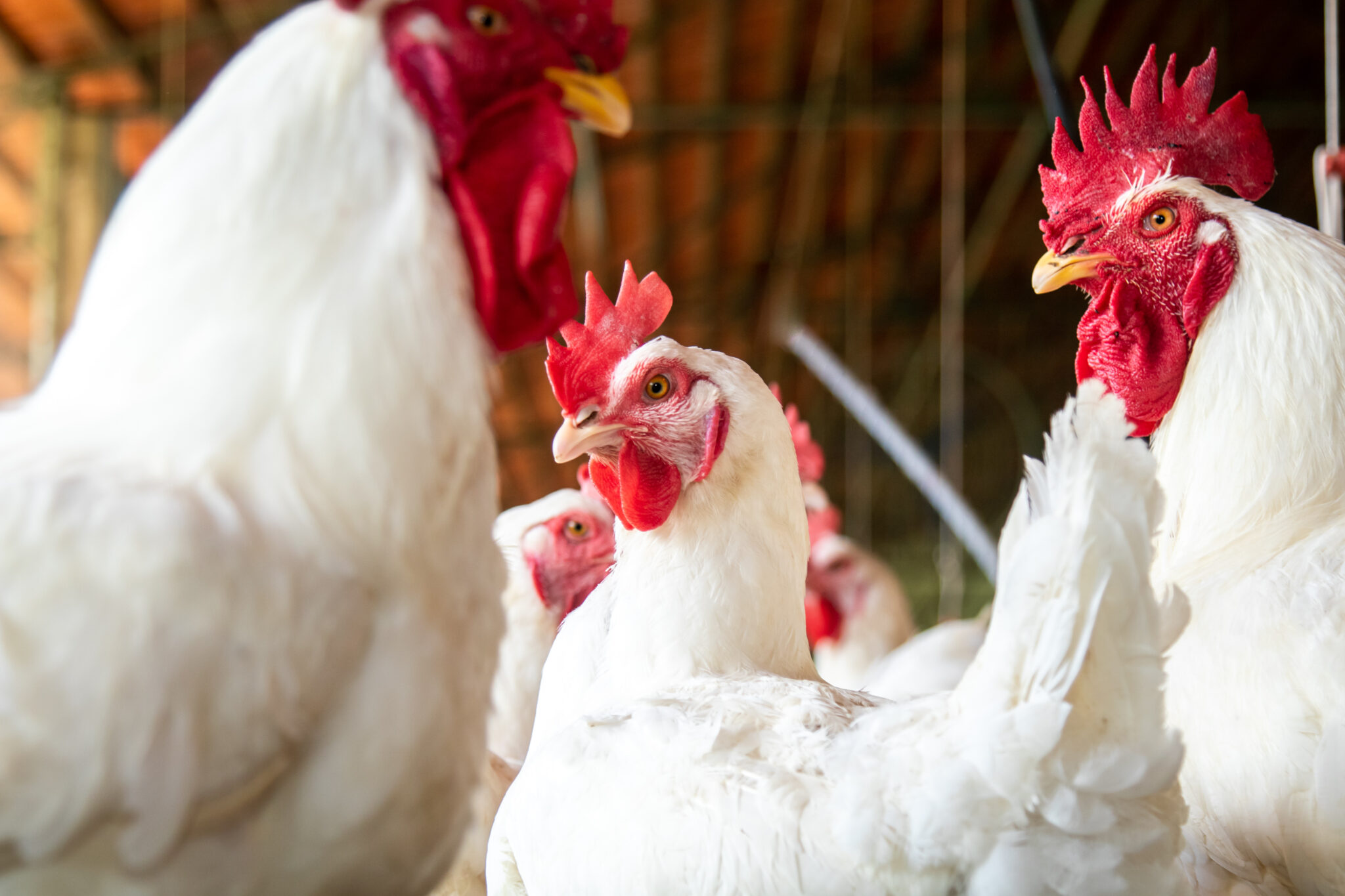 Avian Influenza: A Growing Threat to Poultry and Public Health Manila ...