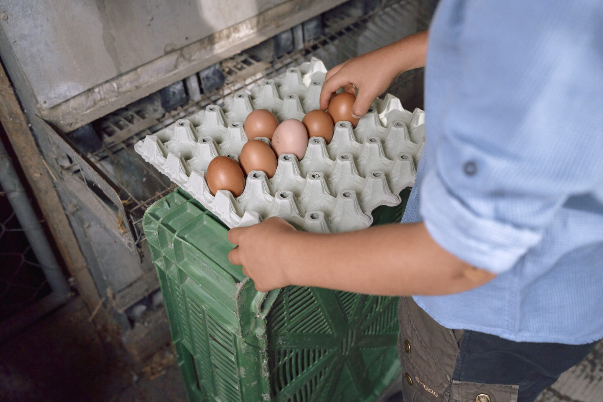 Avian Influenza: A Growing Threat to Poultry and Public Health Manila ...
