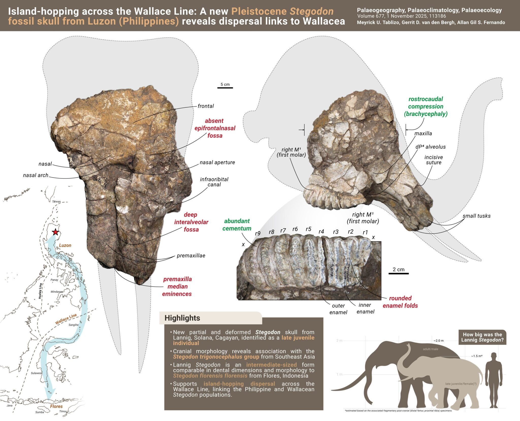 First Skull of Extinct Elephant Relative Found in Cagayan, Philippines ...